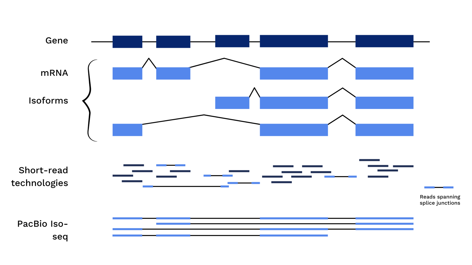 Pacbio Long Read Single Cell Sequencing Psomagen
